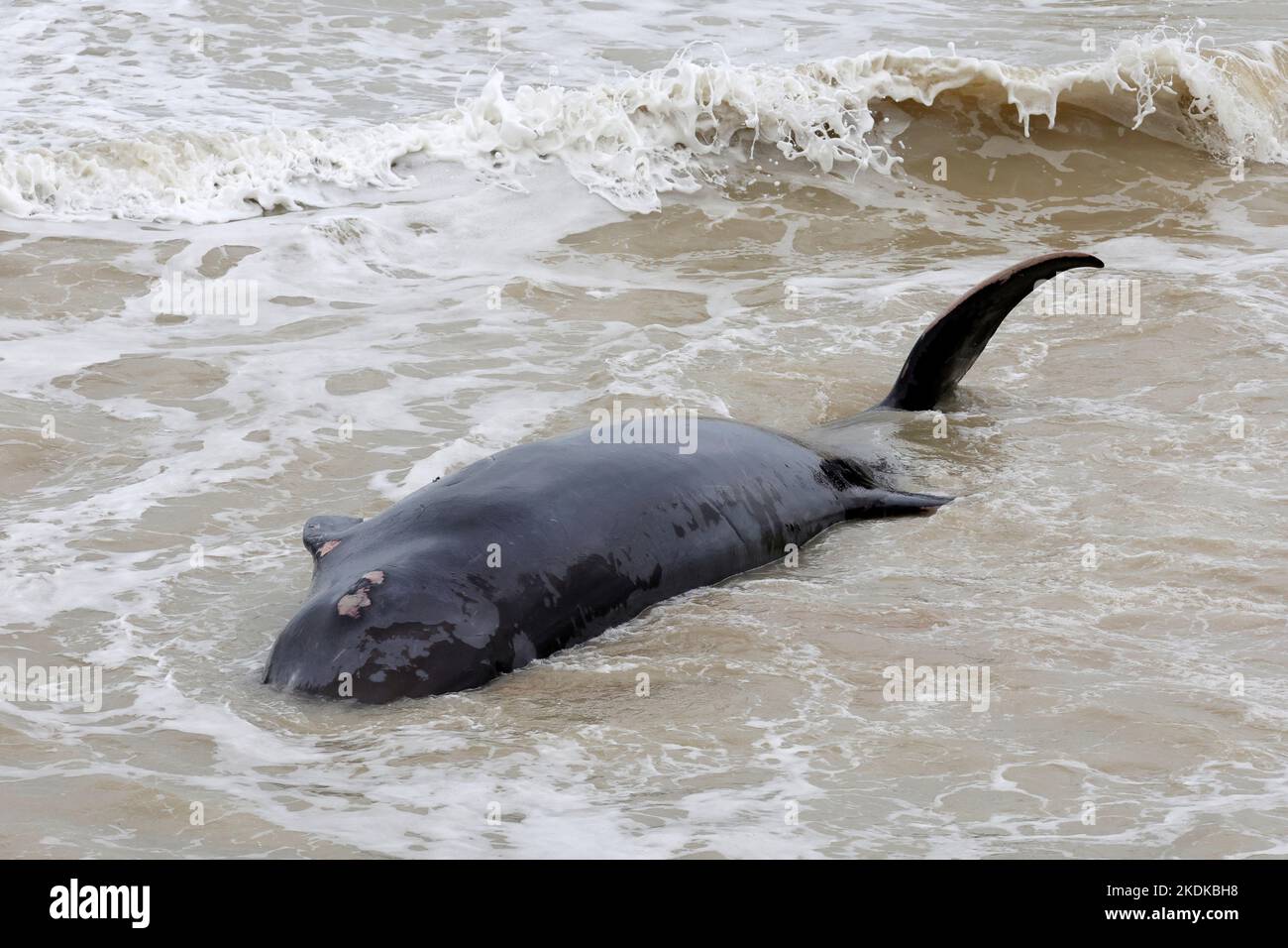The body of a dead beaked whale washed up ashore is seen on a beach in ...