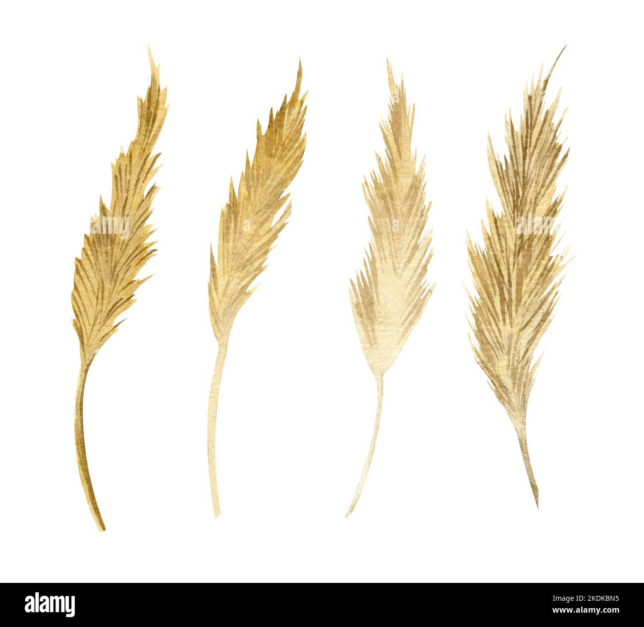 Watercolor spikelets of Wheat product. Hand painted illustration of ...