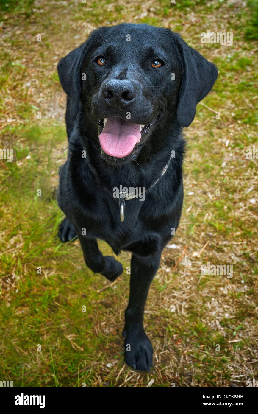 One adult chocolate labrador hi-res stock photography and images - Alamy