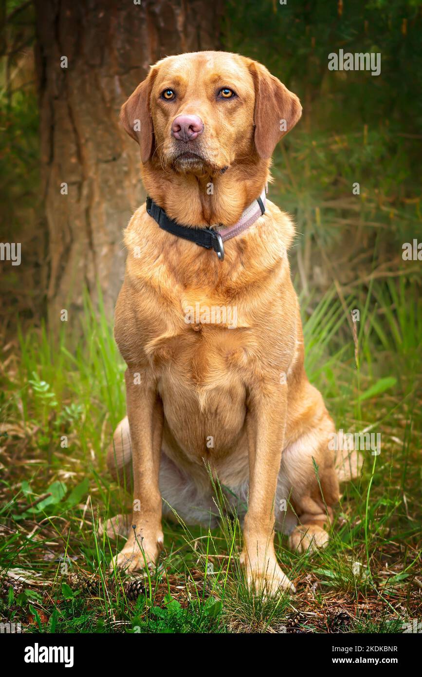 Fox Red Labrador sitting and looking in the forest Stock Photo - Alamy