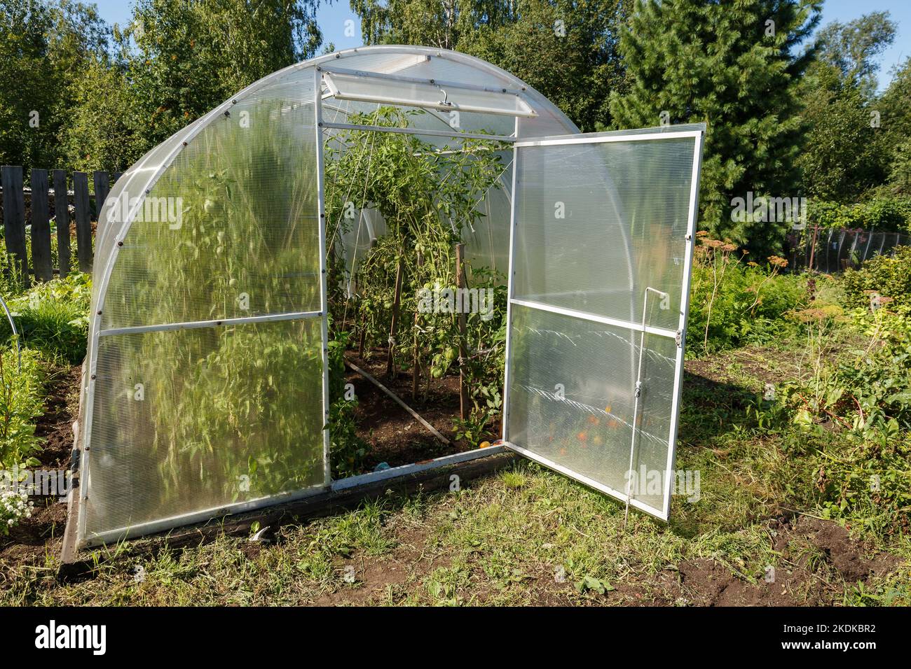 polycarbonate greenhouse in the garden. Open door to the greenhouse for ...
