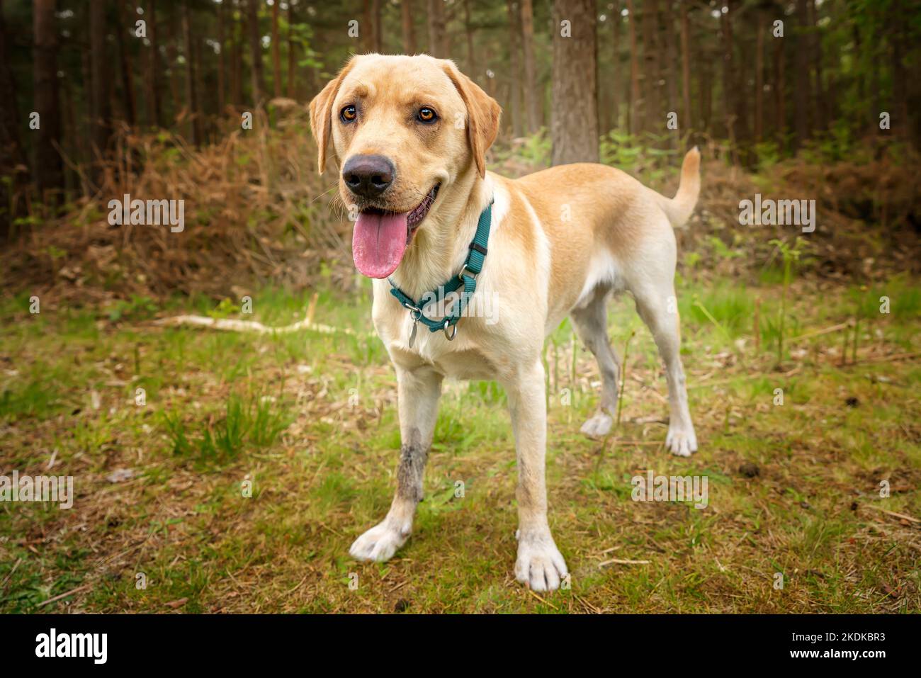 Cute Yellow Labrador puppy standing in the forest looking slightly away ...
