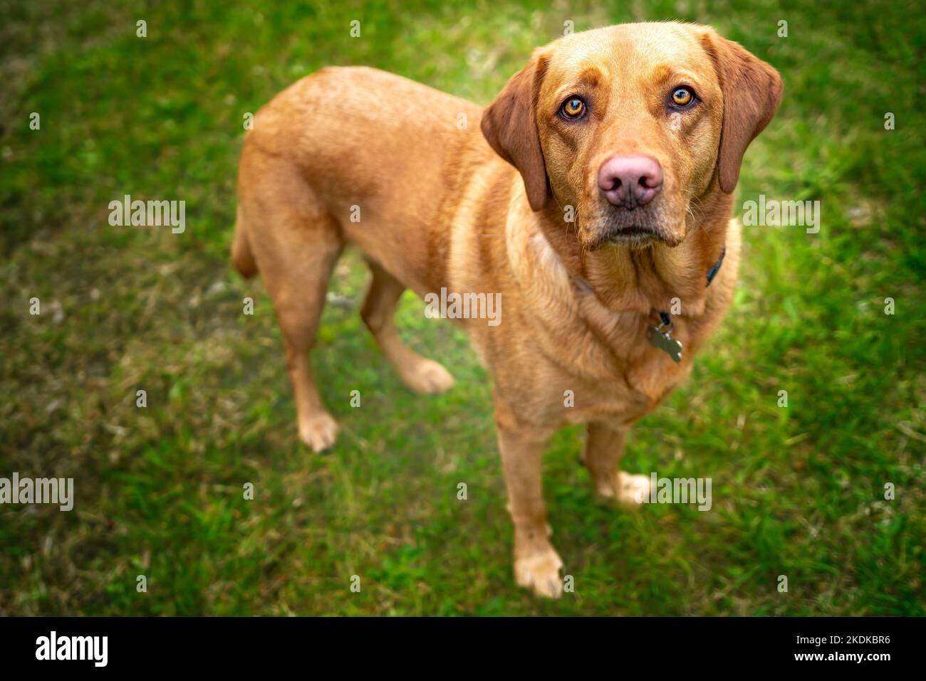 Fox Red Labrador standing and looking at the camera in a field. All the ...