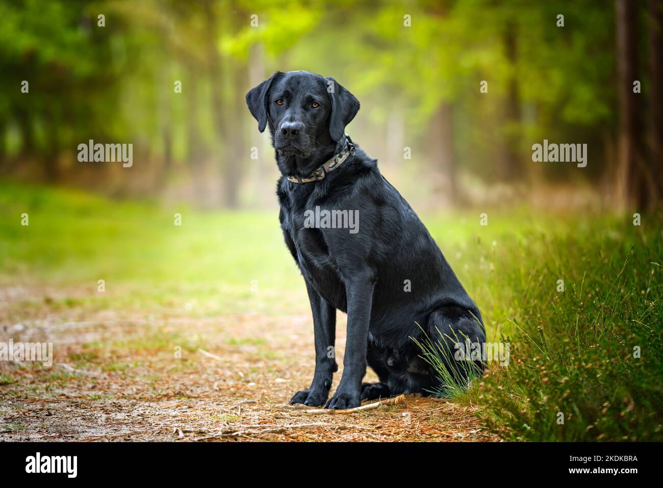 Black lab running to camera hi-res stock photography and images - Alamy