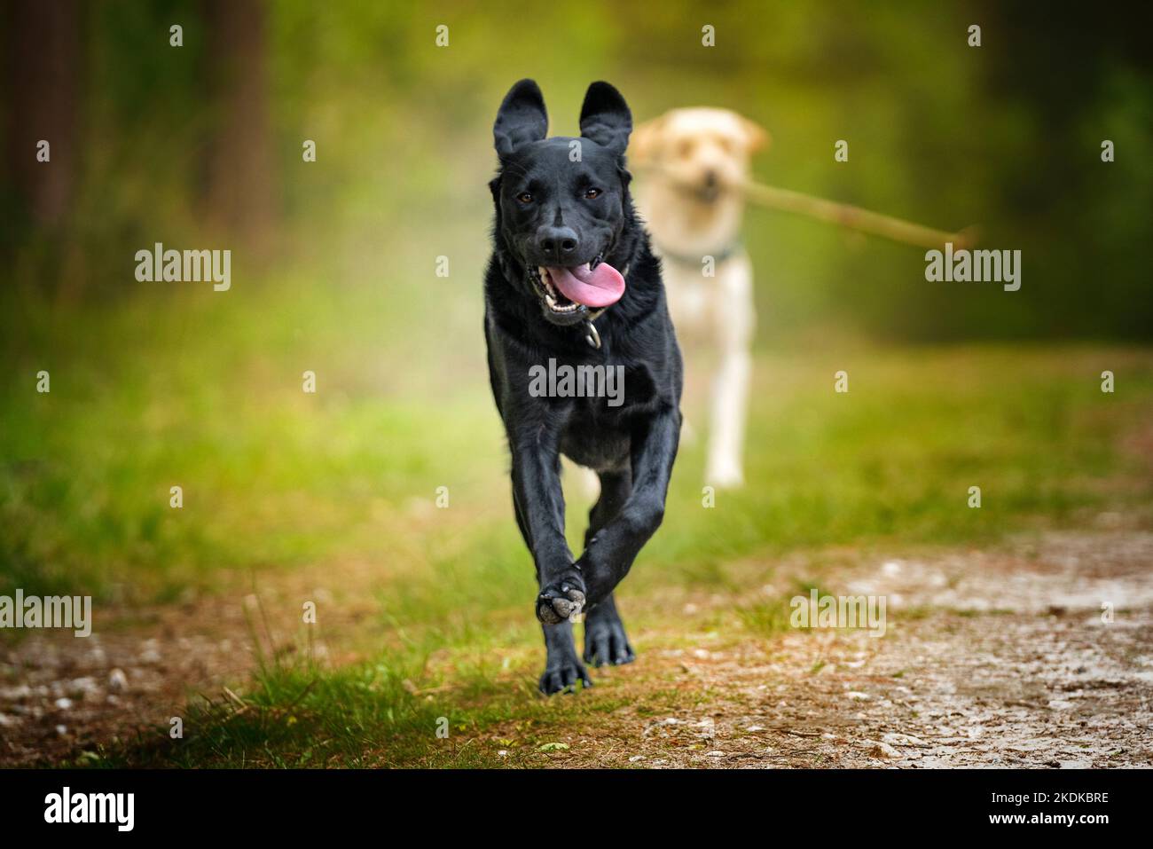 Black Labrador running in a forest at speed with tongue hanging out and ...