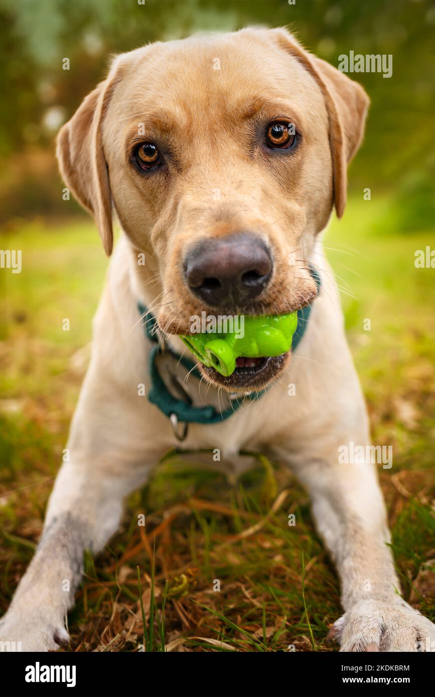 Puppy dog eyes from a Yellow Labrador in the forest with a green toy in ...
