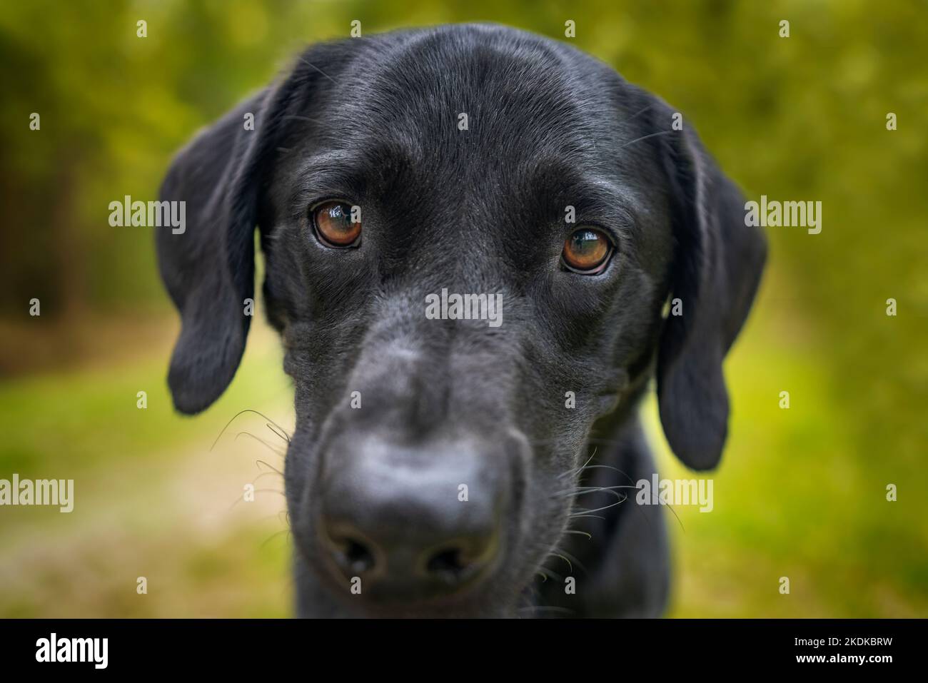 Close up of those Puppy Dog eyes of a black labrador. His eyes are in ...