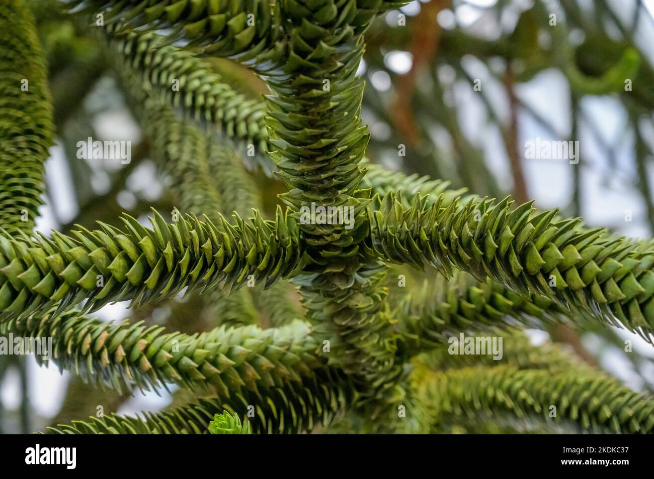 Monkey thorn leaves hi-res stock photography and images - Alamy