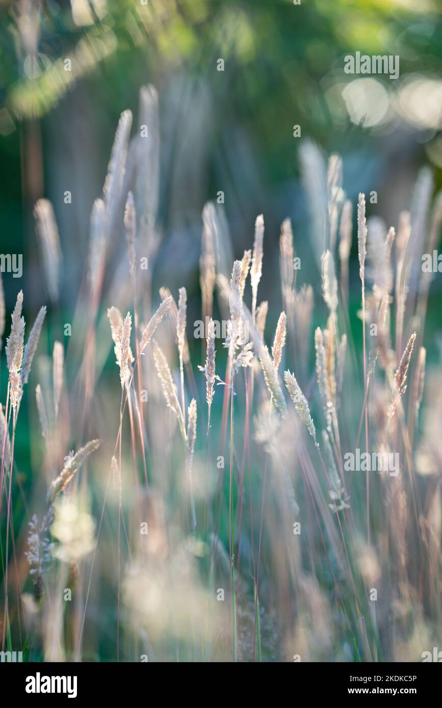 Low level view of grasses in an Englisg country garden in summer with ...