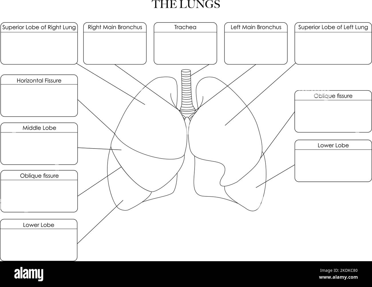 Blank Respiratory System Diagram