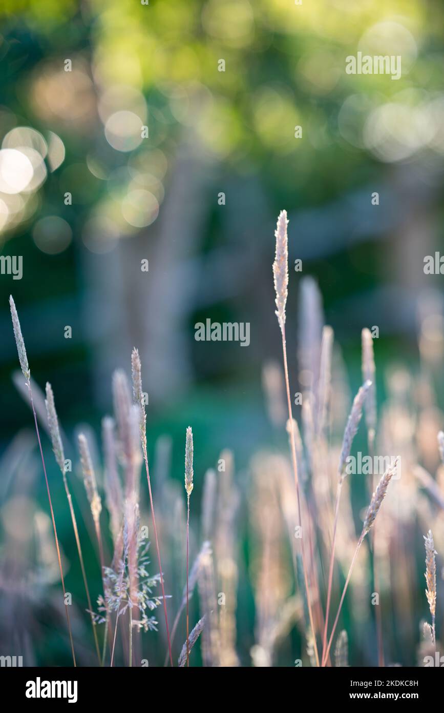 Low level view of grasses in an Englisg country garden in summer with ...
