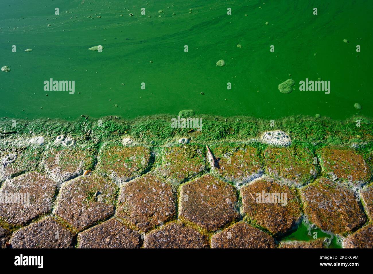 Blue-green algae or cyanobacteria on the edge of a boat ramp Stock ...