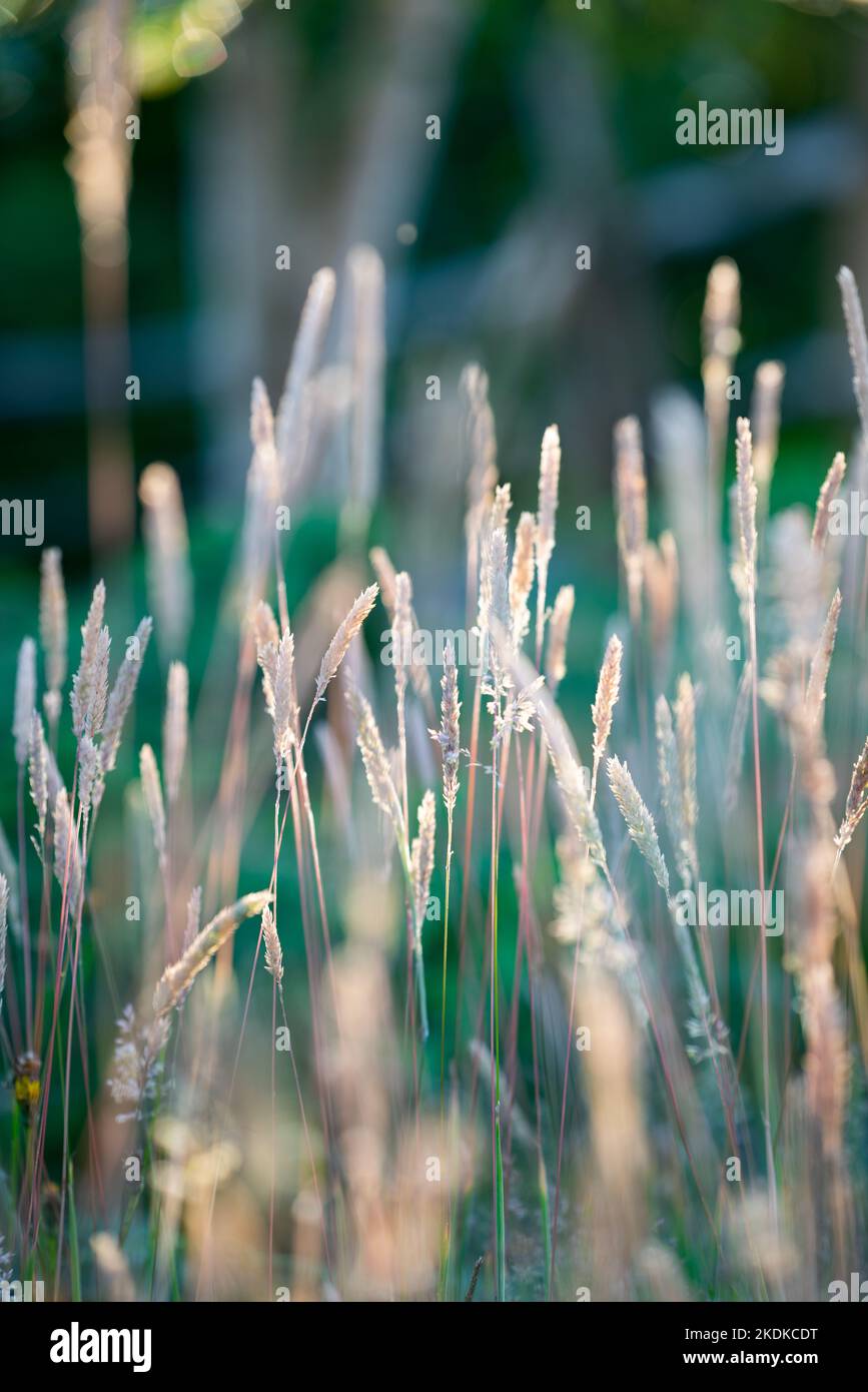 Low level view of grasses in an Englisg country garden in summer with ...