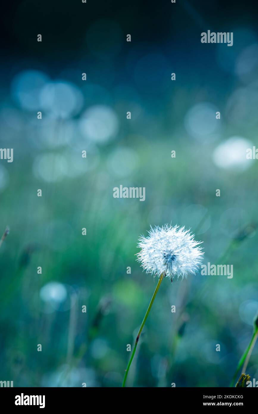 Dandelion seeds in a garden. Hypochaeris radicata. H. radicata is a ...