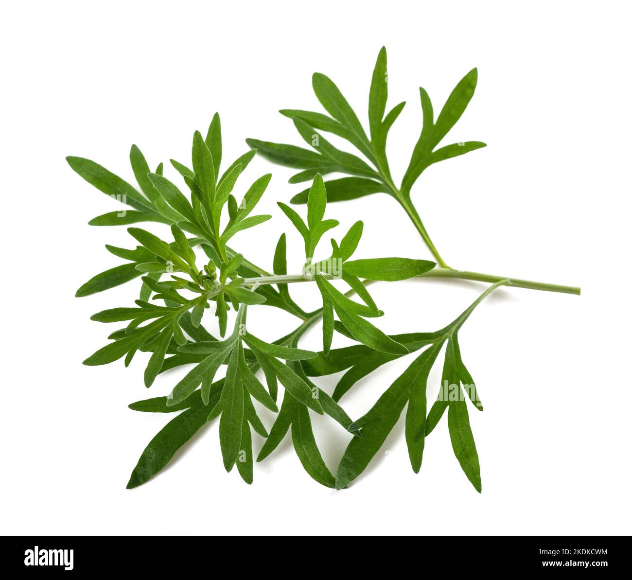 Wormwood branch isolated on white background Stock Photo - Alamy