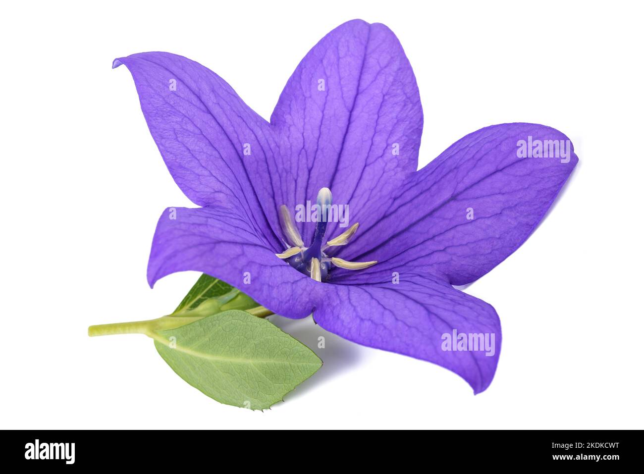 Balloon flower isolated on white background Stock Photo - Alamy