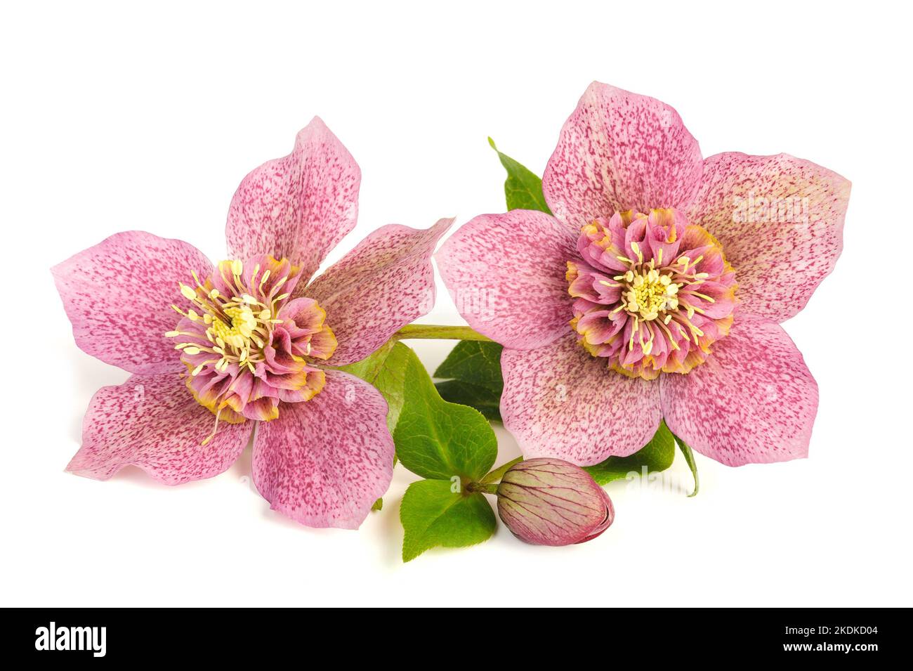 Helleborus plant purple Cut Out Stock Images & Pictures - Alamy
