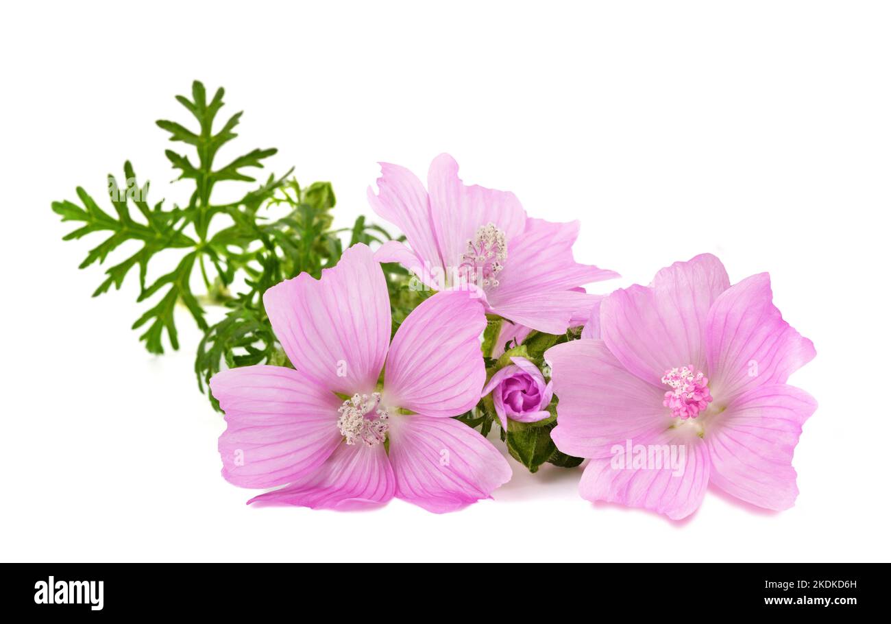 Greater musk mallow flowers isolated on white background Stock Photo ...