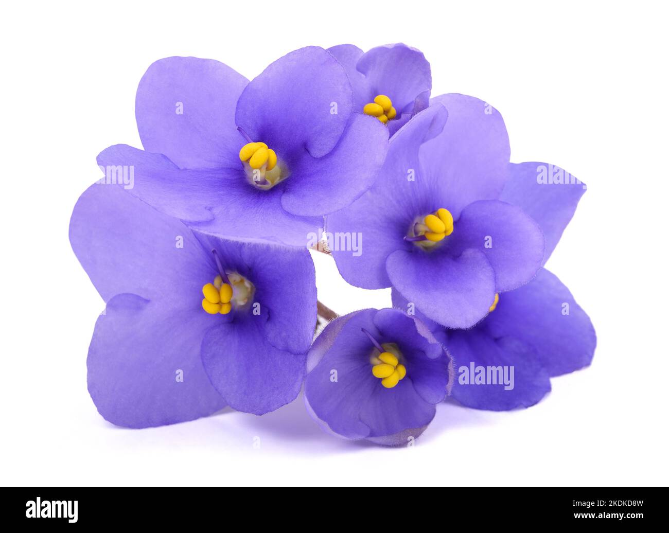 Saintpaulia (African violets) isolated on white background Stock Photo ...