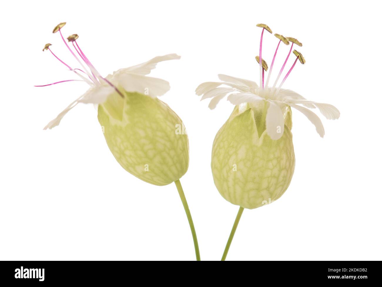 Cowbell isolated hi-res stock photography and images - Alamy