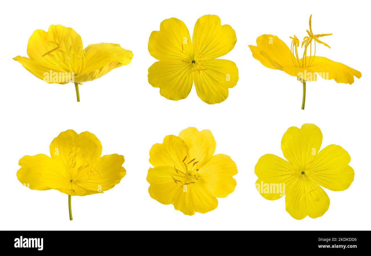 Set of yellow evening primroses isolated on white Stock Photo - Alamy