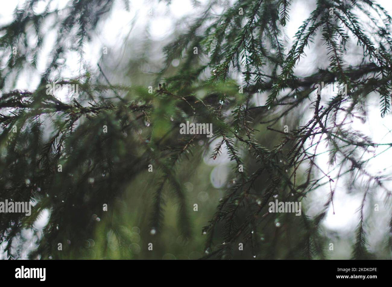 Branches of a pine tree covered in rain drops in Finland Stock Photo ...