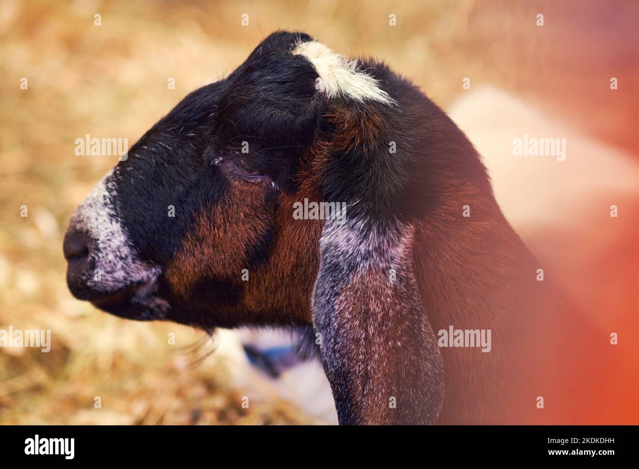 Brown white domestic goat in a barn with hay and straw, head close-up ...