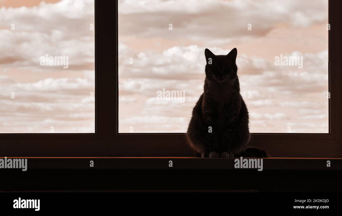 Silhouette of a cat at the window, a shadow pet on a window sill Stock ...