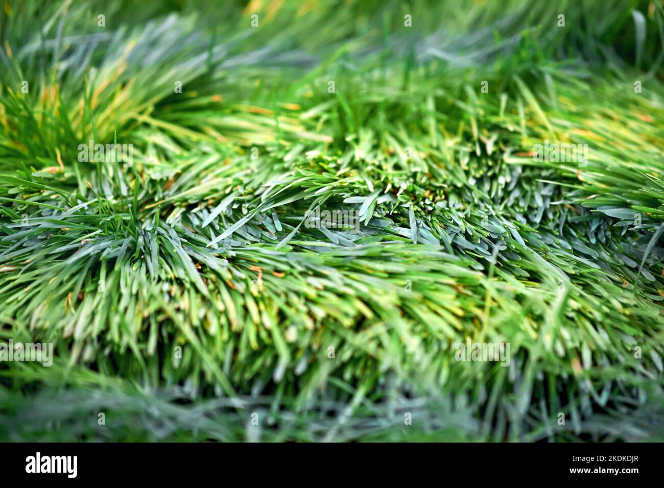 Sprouted wheat grains after sowing in the ground. Green wheat sprouts ...
