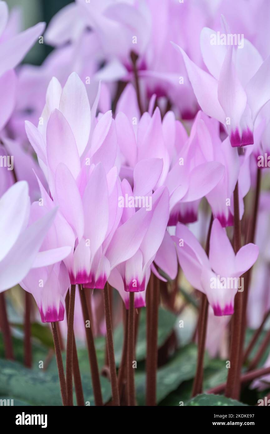 Cyclamen persicum, Persian cyclamen, Cyclamen latifolium, dark-green ...