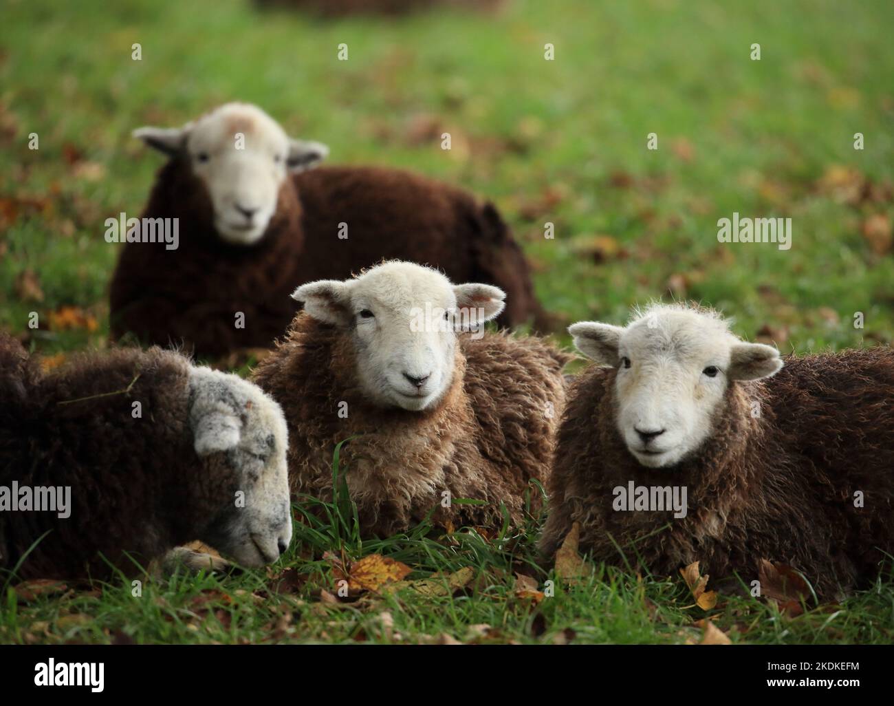 Herdwicks hi-res stock photography and images - Alamy
