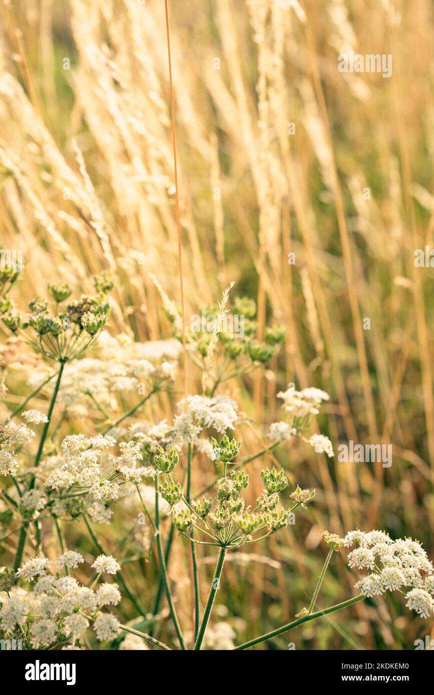 Summer grasses with shallow depth of field Stock Photo - Alamy
