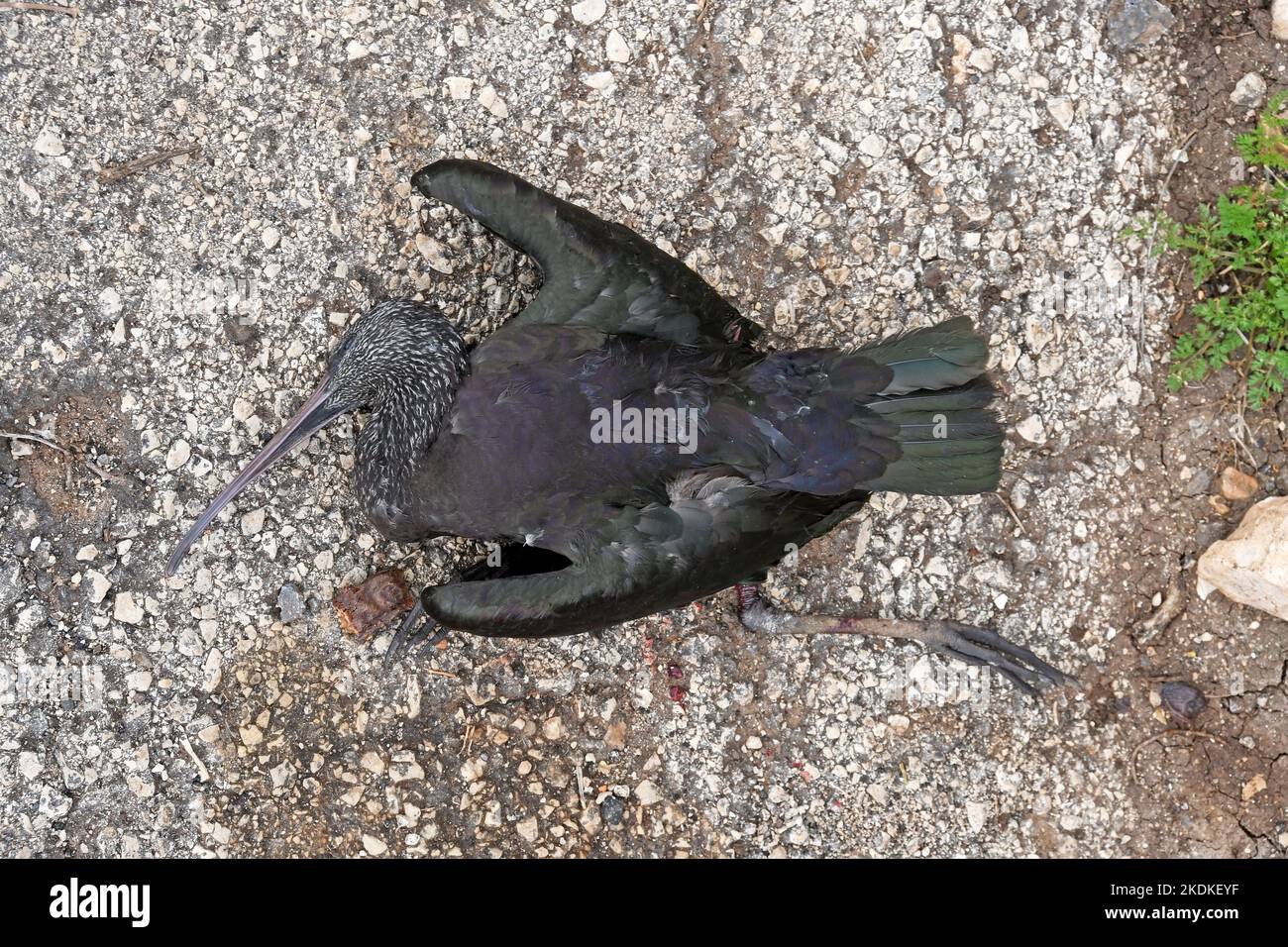 Dead bird, Ibis corpse Stock Photo - Alamy