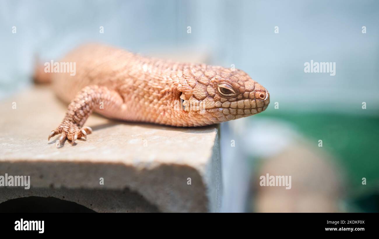 Merauke blue-tongued skink Tiliqua gigas evanescens known as faded blue ...