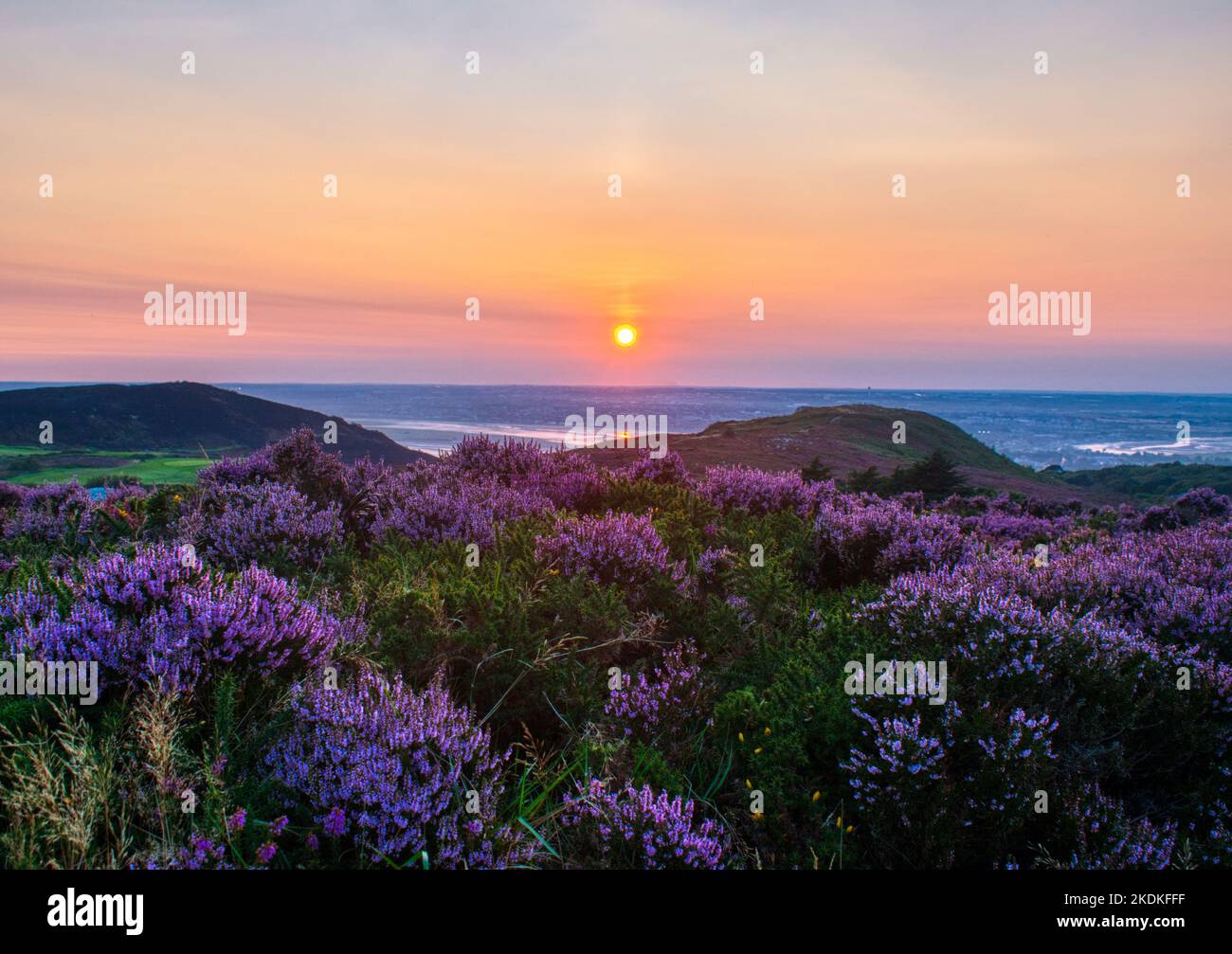 Late summer heather at the Ben of Howth on a fine August evening Stock ...