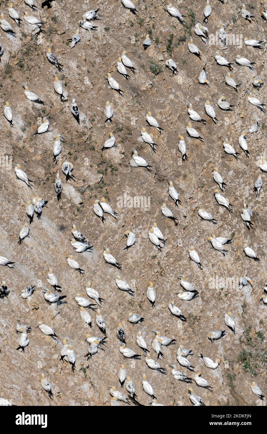 A Gannet colony at Bempton Cliffs, near Bridlington, Yorkshire Stock ...