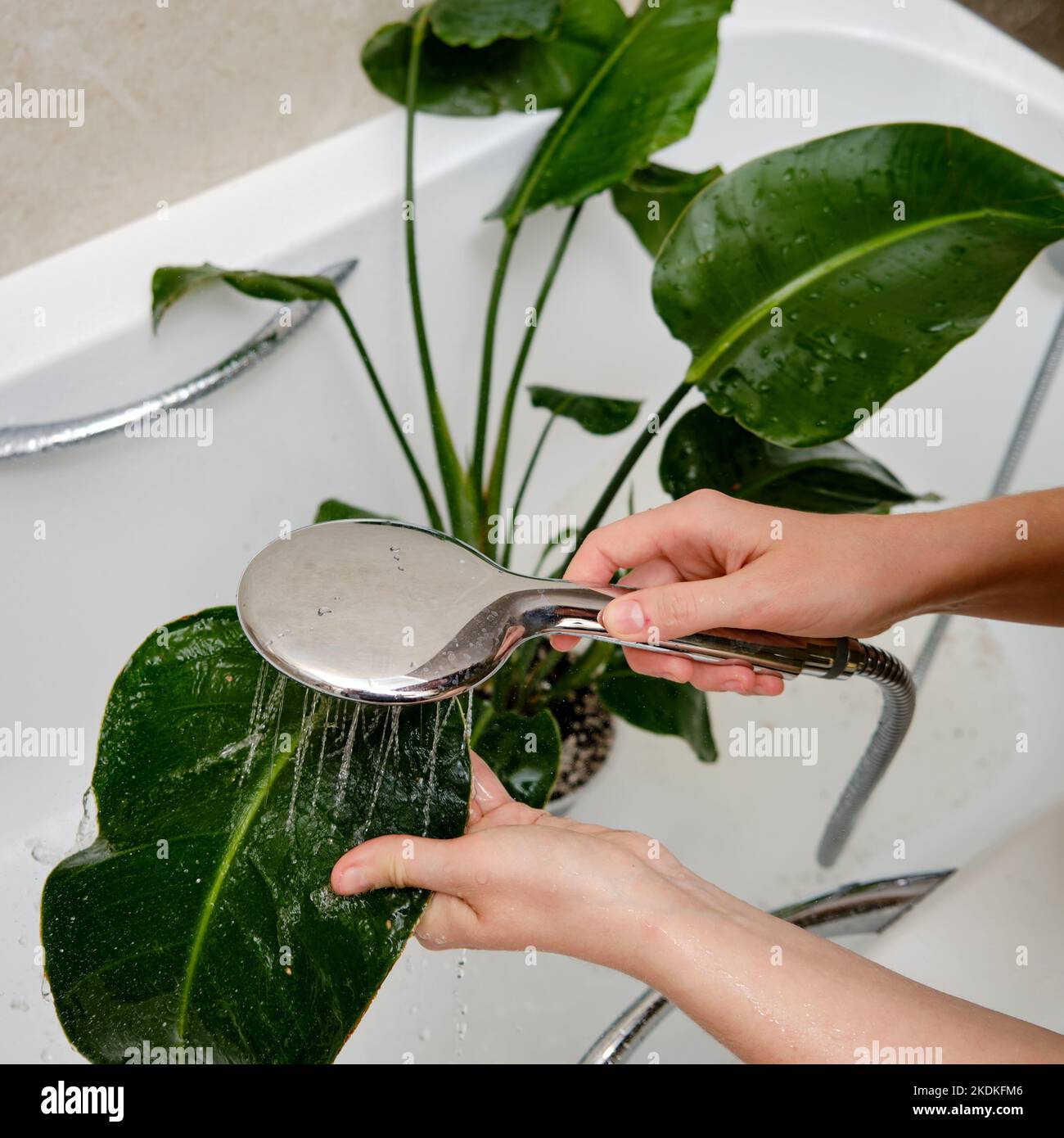 Washing plants in the home bathroom for cleaning from insects and ...