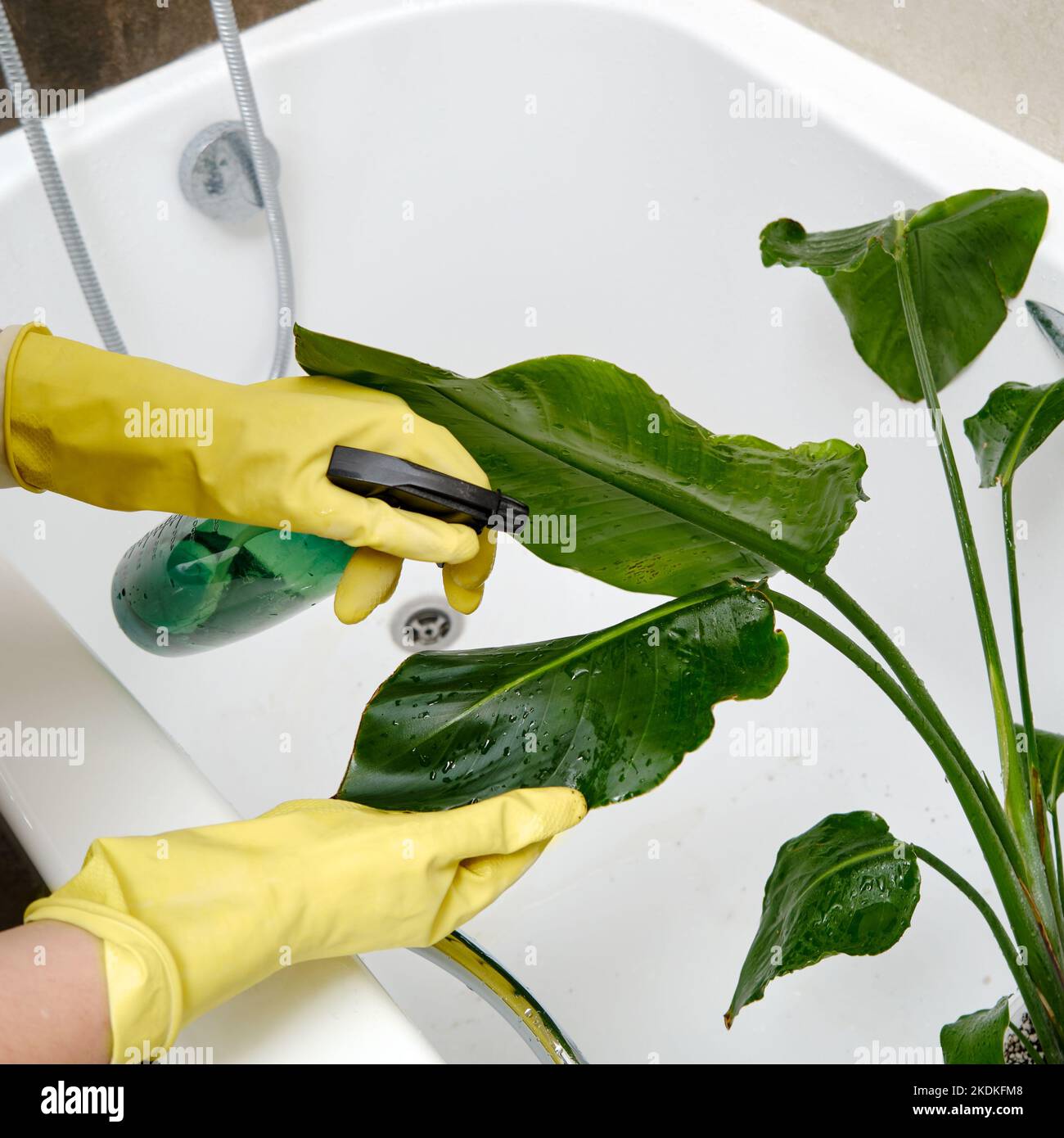 Spraying plants from a spray gun in a home bathroom for cleaning from ...