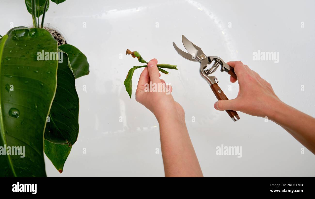 Trimming with garden shears plants in the home bathroom to remove dried ...