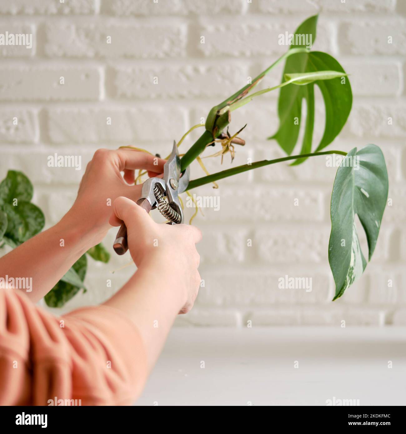 Woman florist cuts monstera albo plant with garden scissors. Female ...