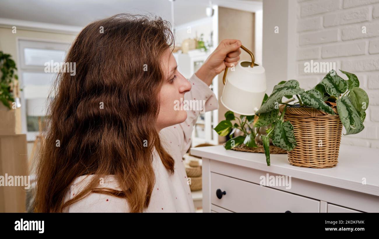 Woman gardener watering a withered plant in a flower pot, home living ...