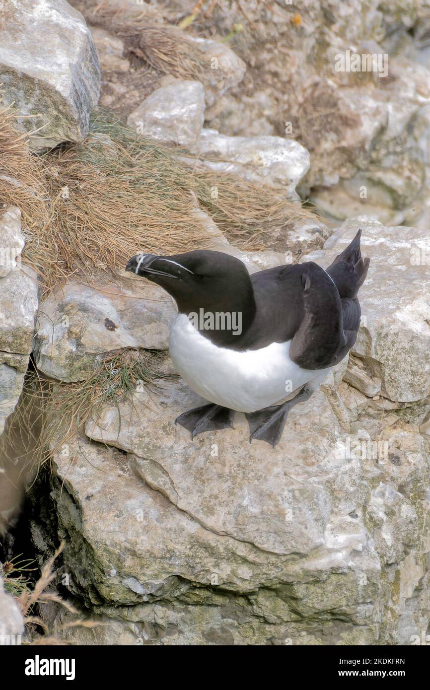 Bempton Cliffs, near Bridlington, Yorkshire Stock Photo - Alamy