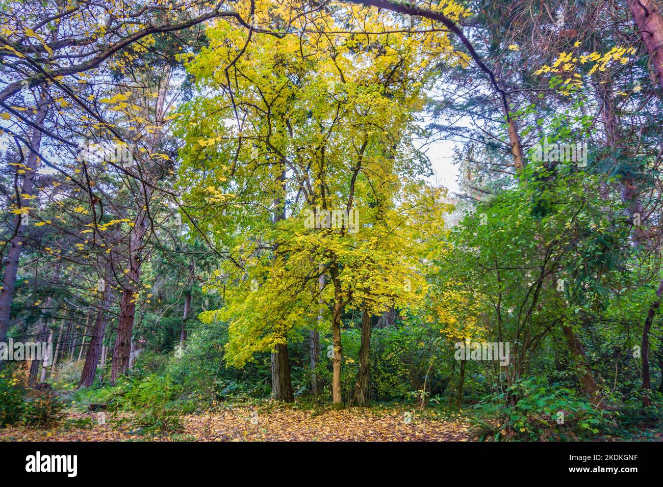 Yellow autumn leaves at Lincoln Park in West Seattle, Washington Stock ...