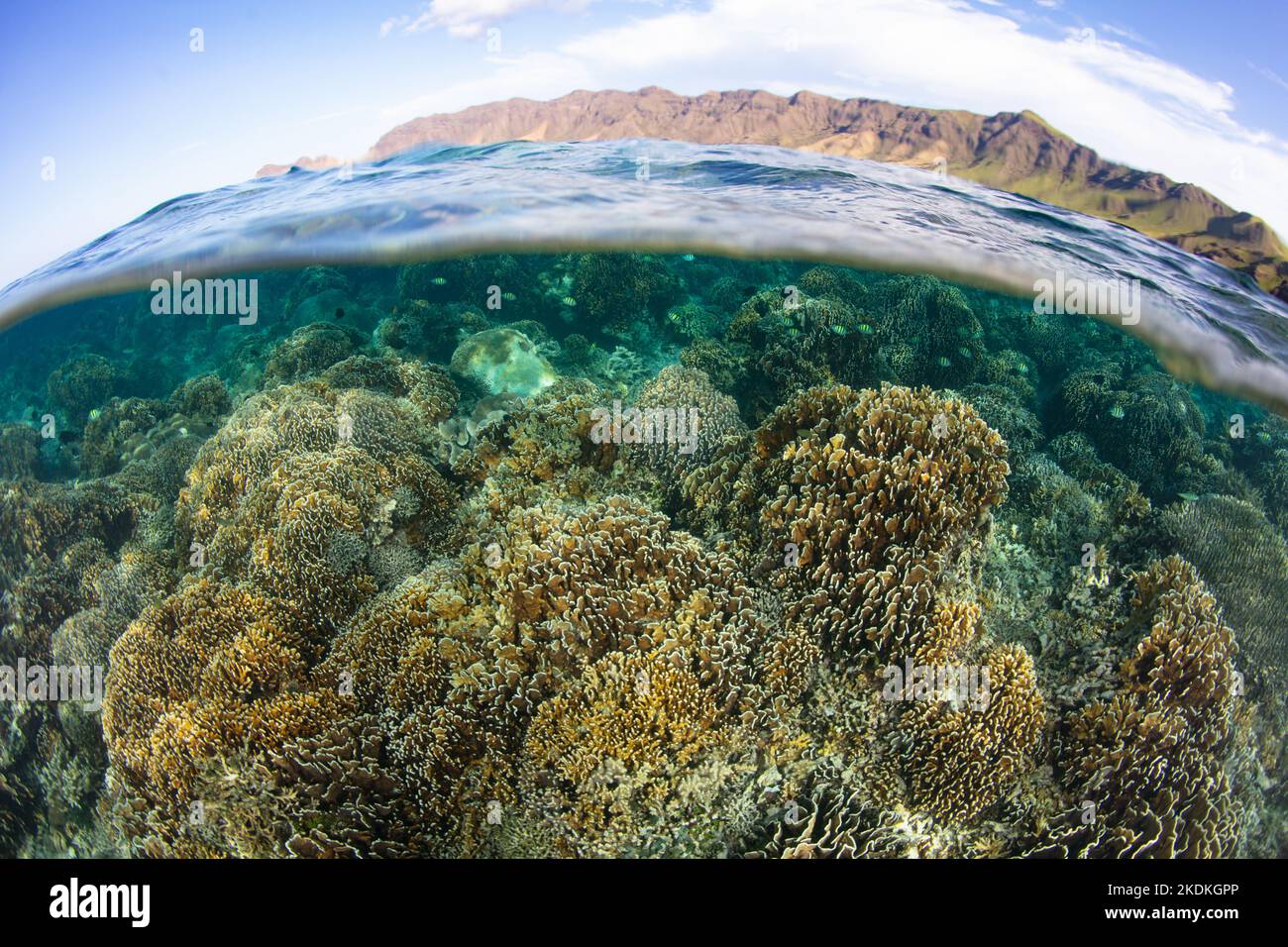An array of reef-building corals compete for space on a shallow ...