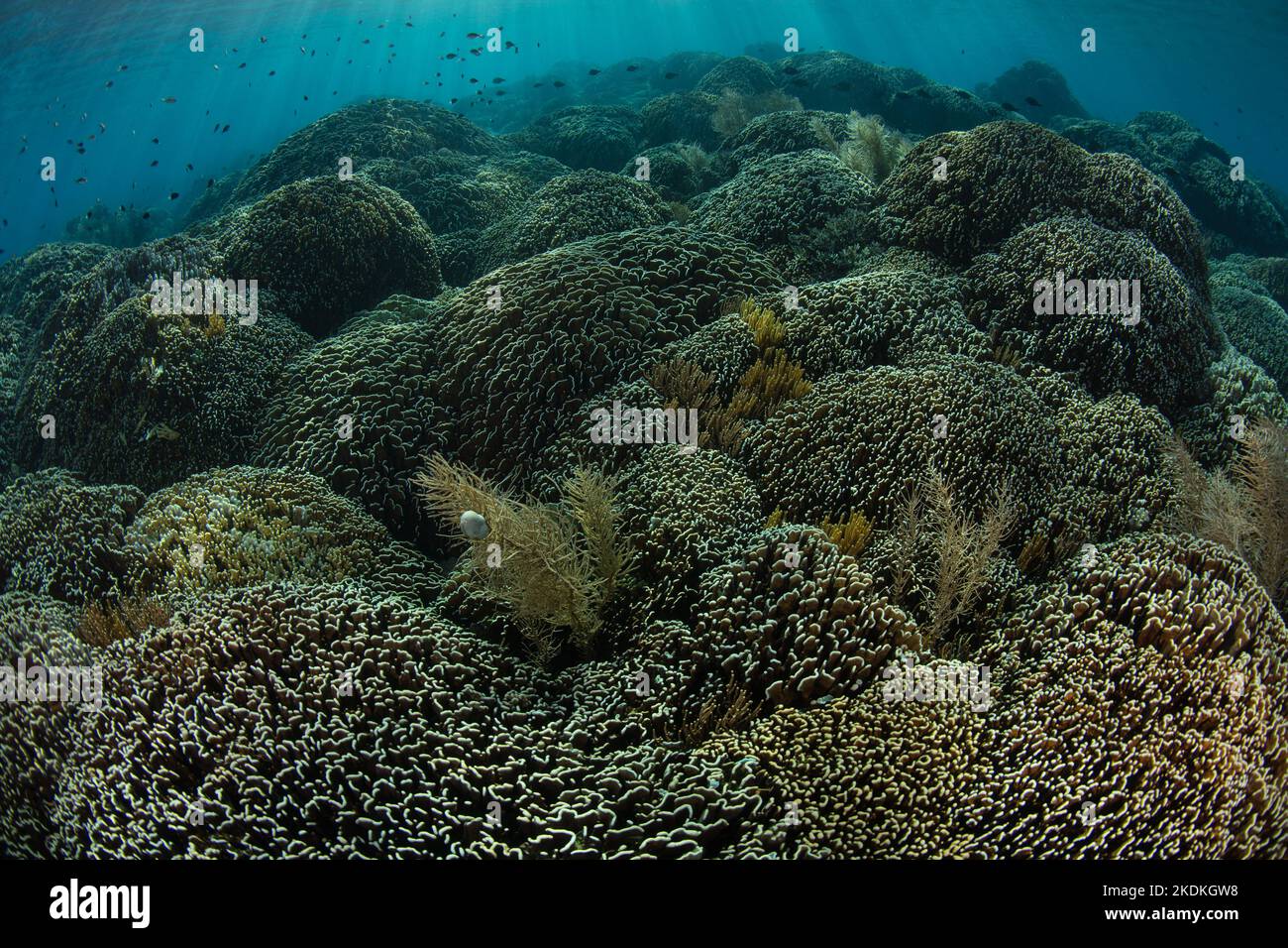 An array of reef-building corals compete for space on a shallow ...