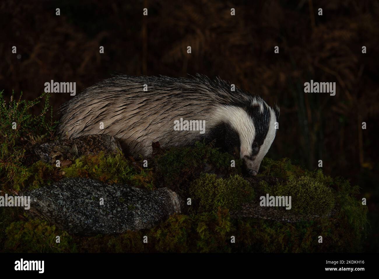 Badger (Meles meles), searching for food in the rain. Morvern, Scotland ...