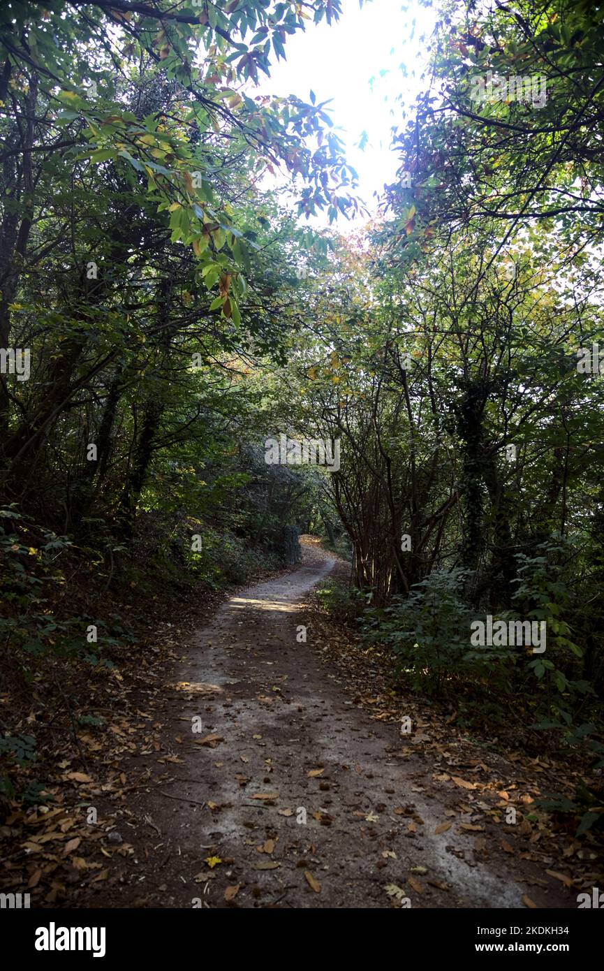 Dirt path in the shade in the middle of a forest in autumn Stock Photo ...