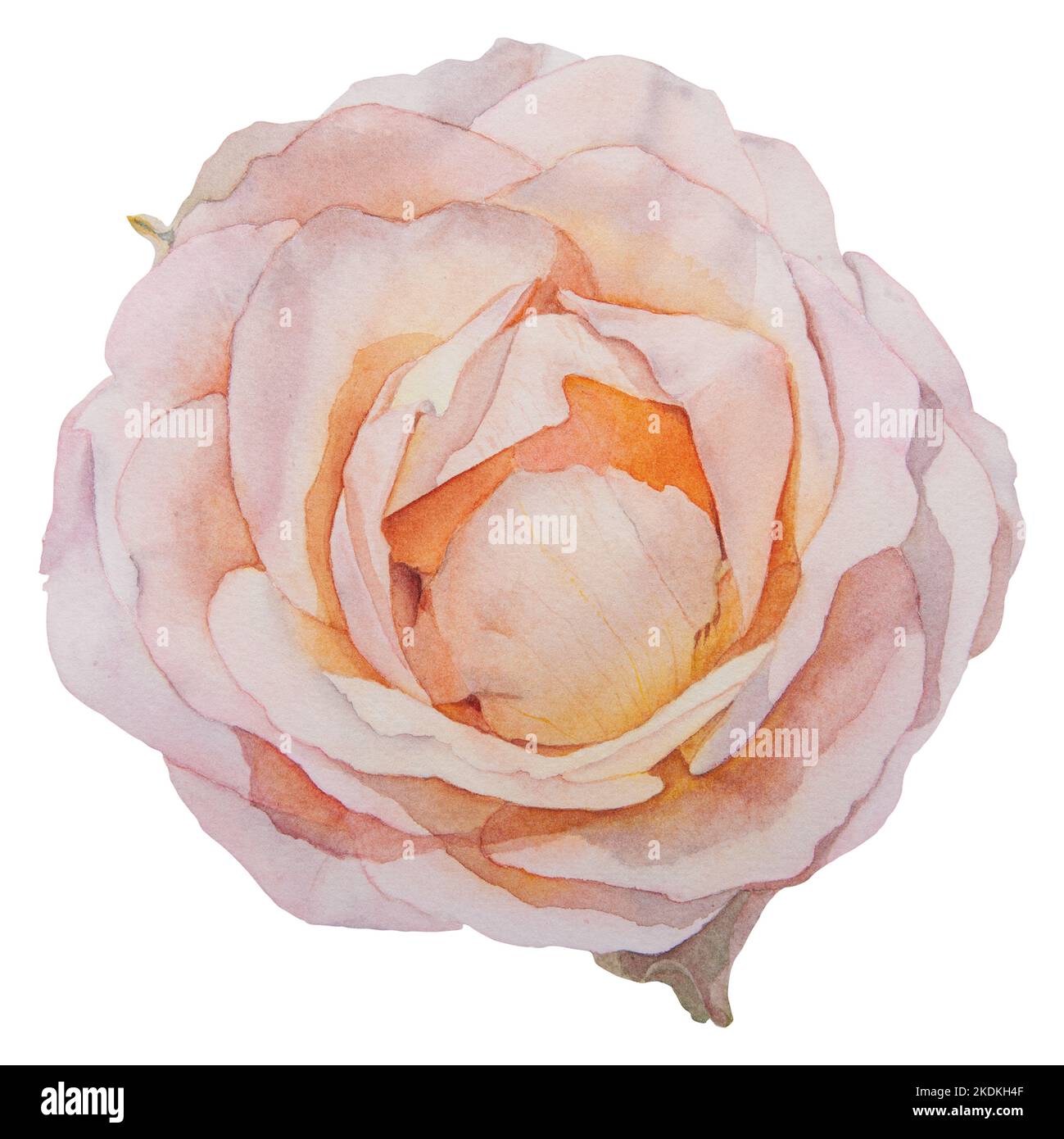 Watercolor hand drawn peach rose isolated on white background ...