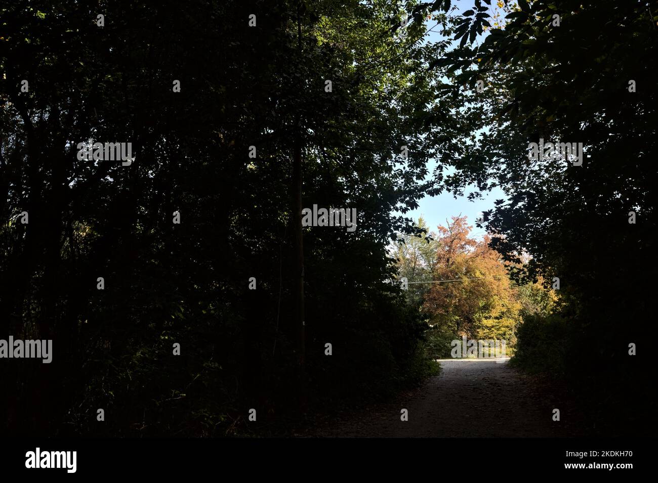 Road in the shade with trees framing trees lit by the sun Stock Photo ...