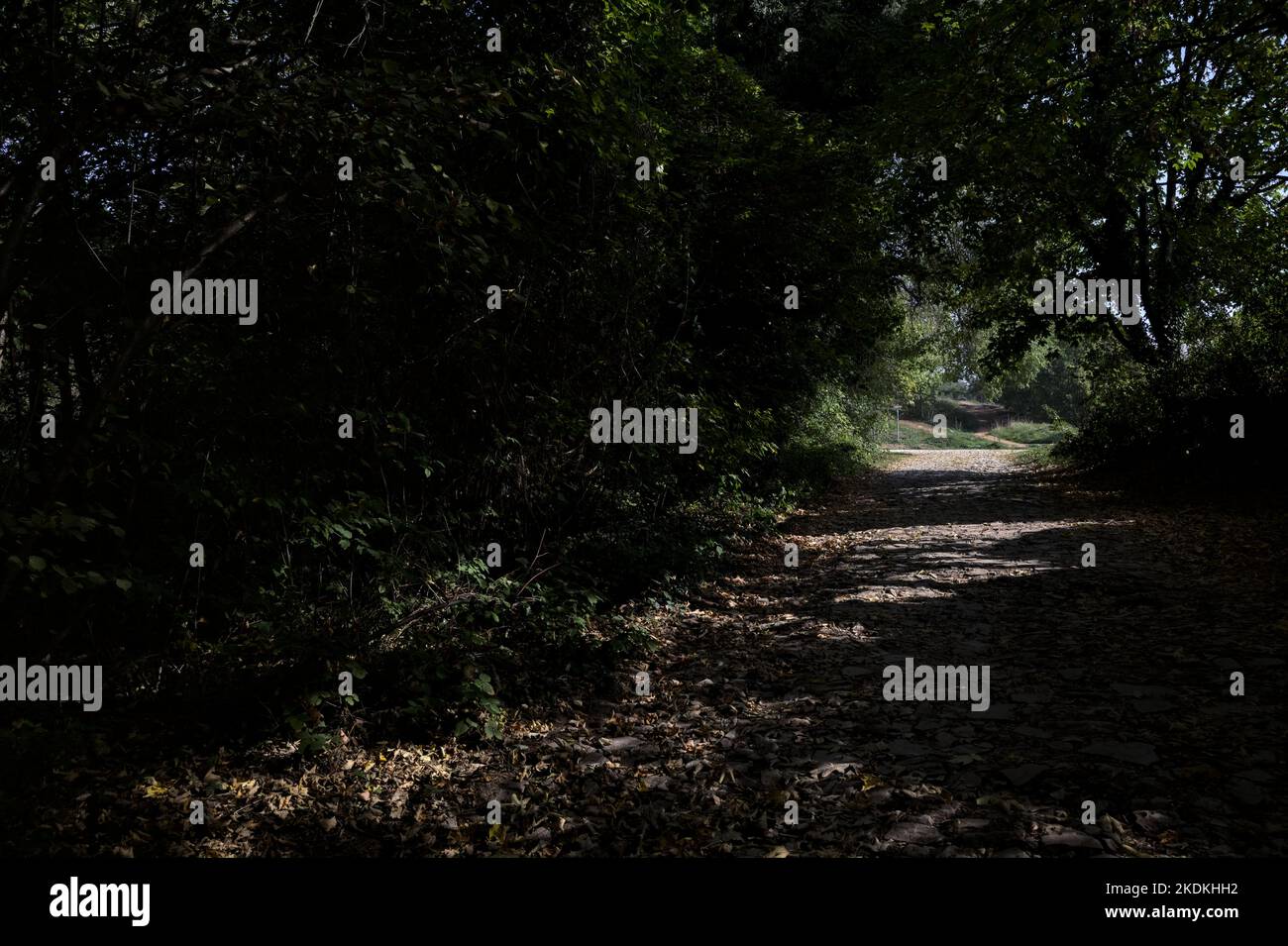 Dirt path with foliage on the ground with trees arching on it Stock ...